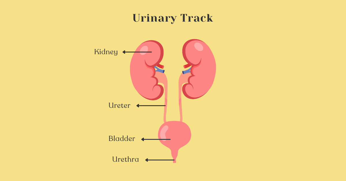 Is Eating Too Much Protein Bad For Your Kidneys? - Fit Preethi